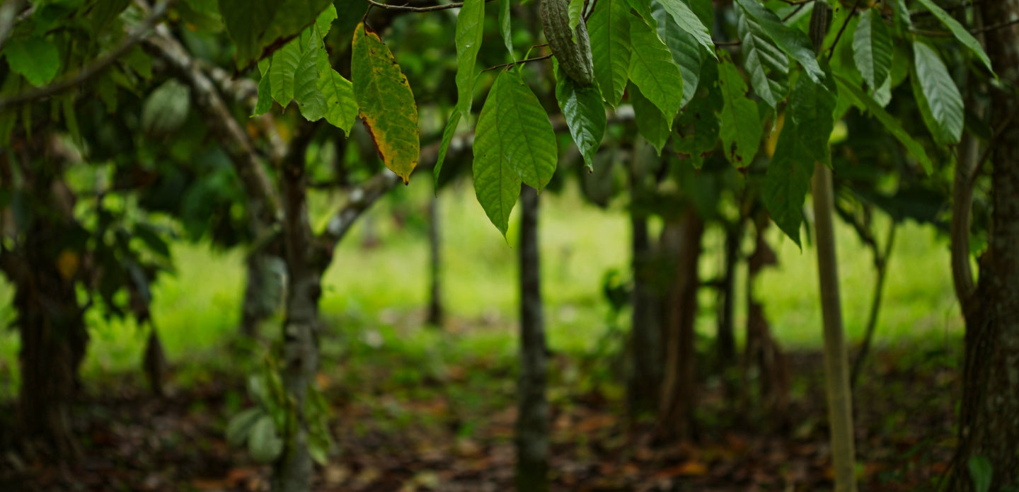 Our Cocoa – Kad Kokoa